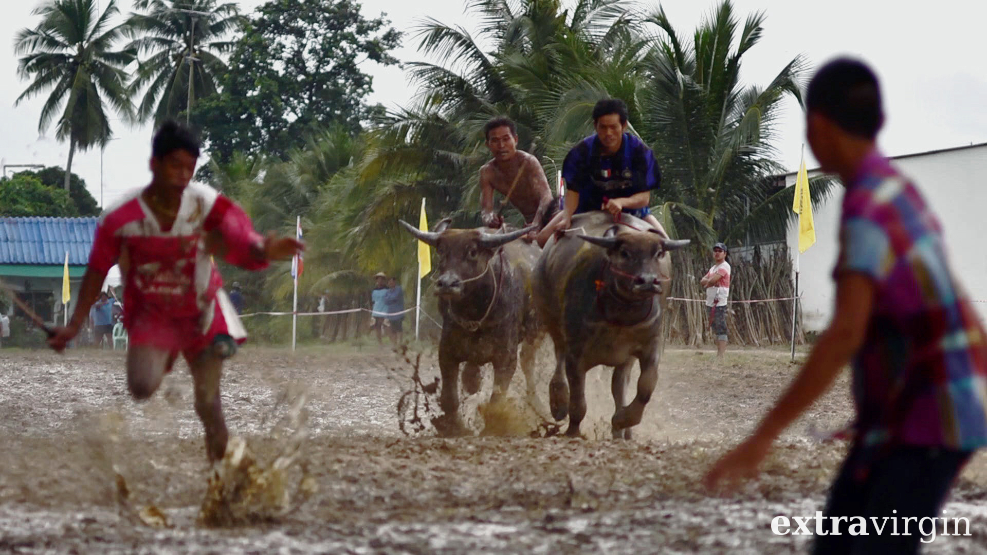 The Song of Rice - Content Thailand